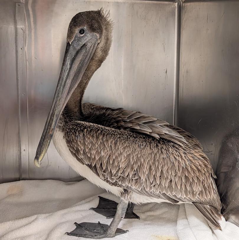CROW warns feeding pelicans and other seabirds can have deadly ...